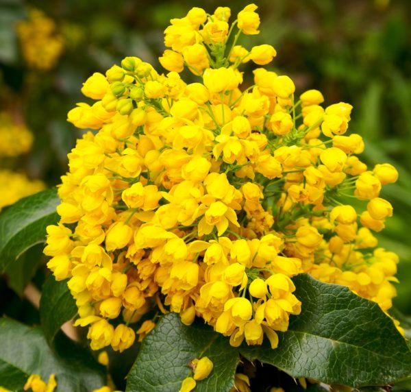 Berberine Benefits Blood Sugar and Breast Health - Breast Cancer Conqueror
